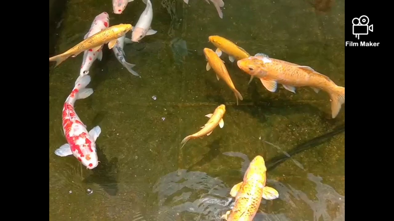 KOI FISH ( affection or love) - YouTube
