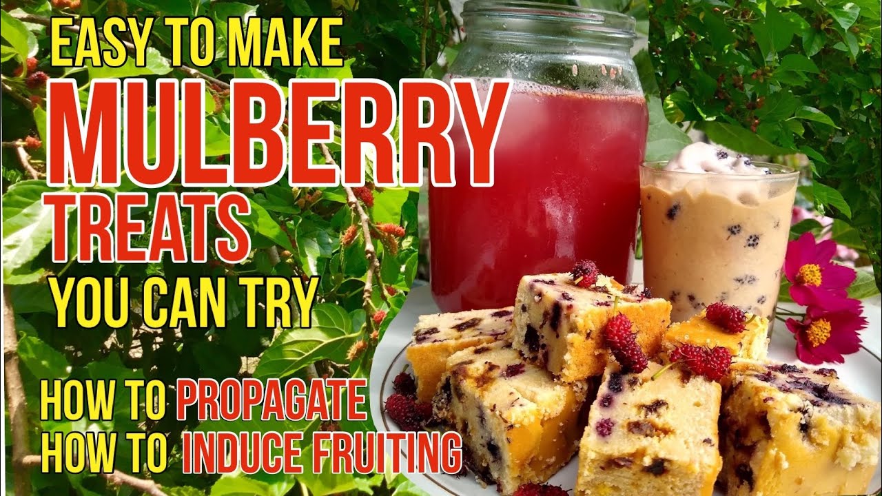 Easy to Make Mulberry Recipes | Mulberry Propagation Method | How to ...