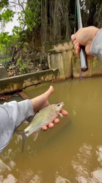 Mancing ikan Nilem Memang Sedap Tarikan nya #fishing - YouTube