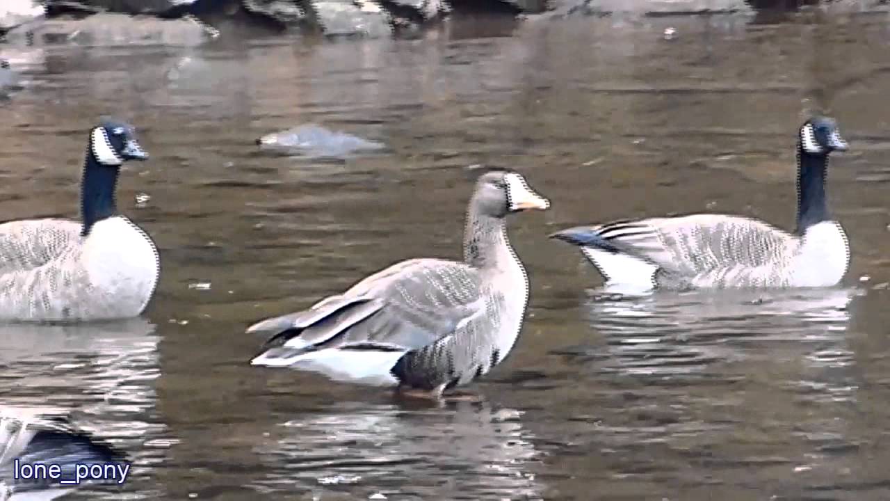 White fronted Goose in NJ - YouTube