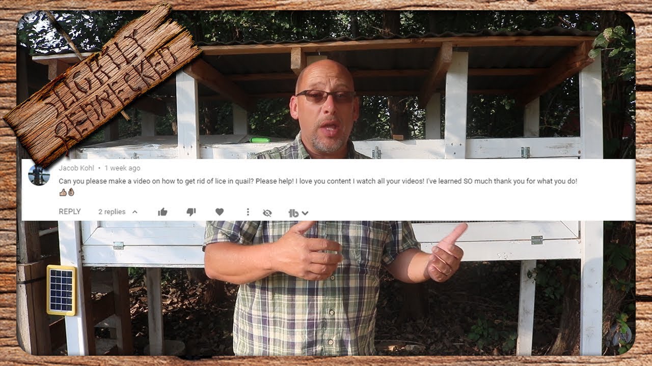 How to Treat Lice or Mites on Quail - YouTube