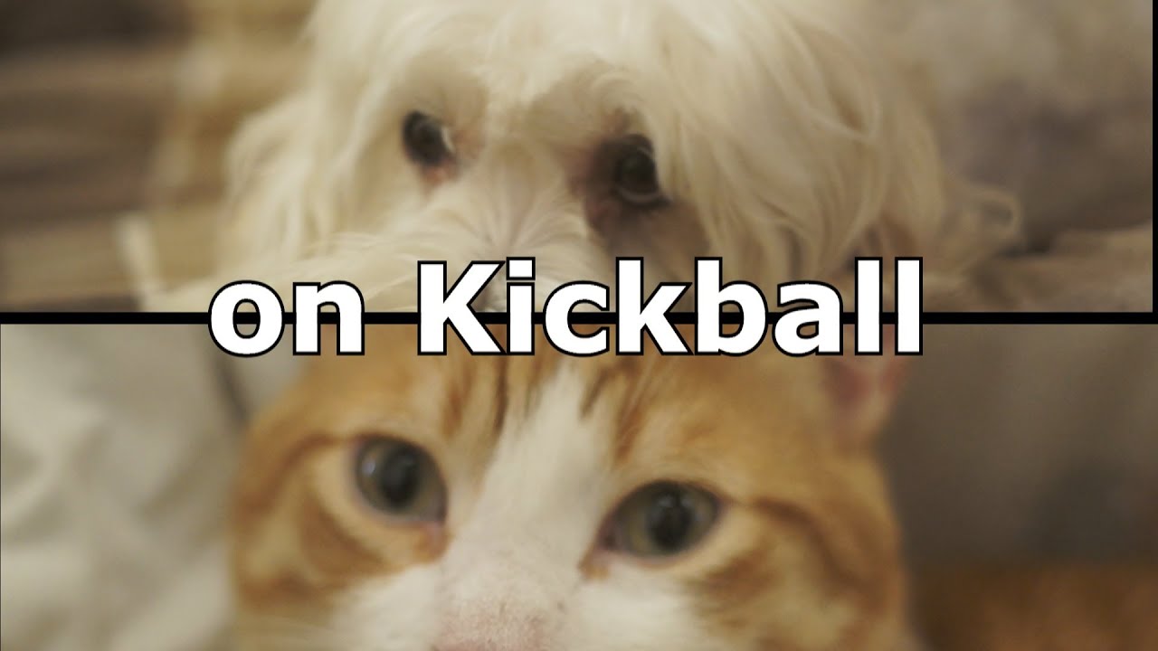 Cats & Dogs - On Kickball - YouTube
