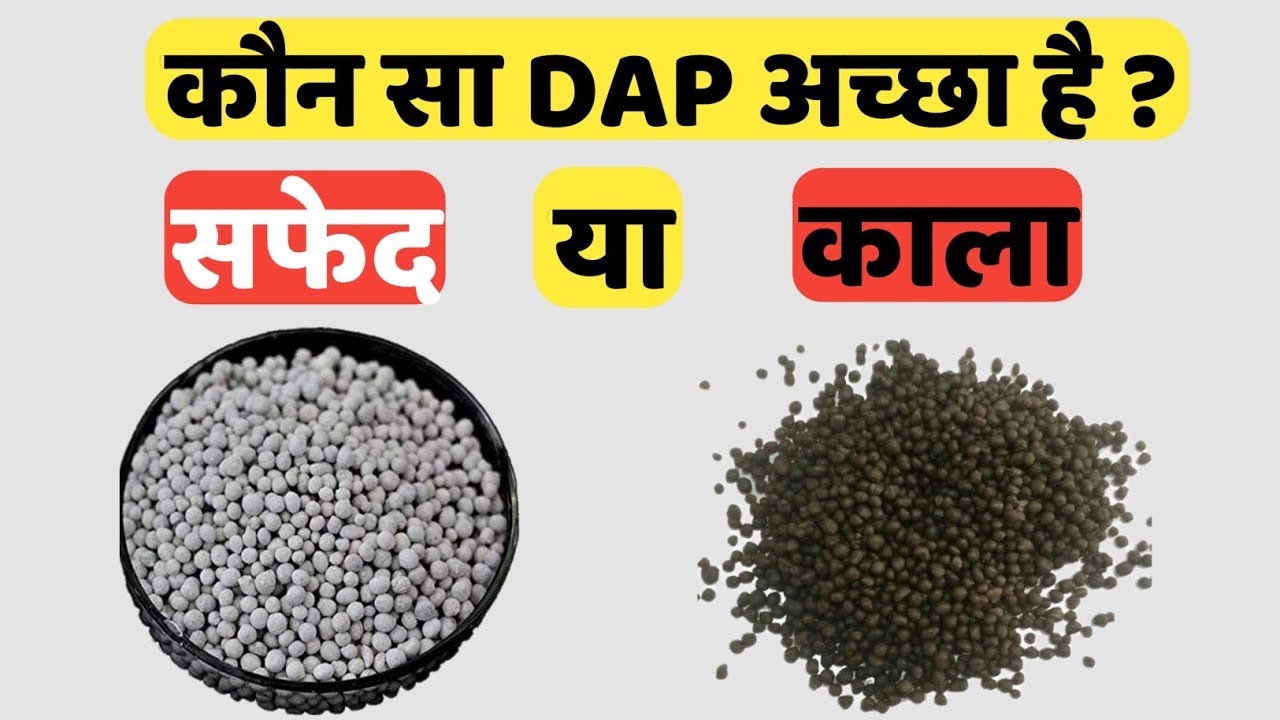 कौन सी DAP अच्छी है। सफेद DAP डाले या काली । White DAP vs Black DAP ...