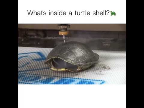 What's inside a turtle shell? - YouTube