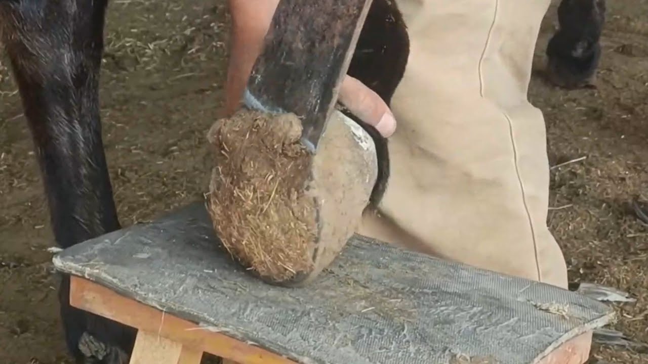 Oh my god, donkey hooves covered in impurities! Cut it off easily ...