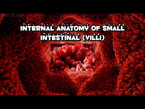 Internal anatomy of small intestinal (villi) #animation #viral # ...