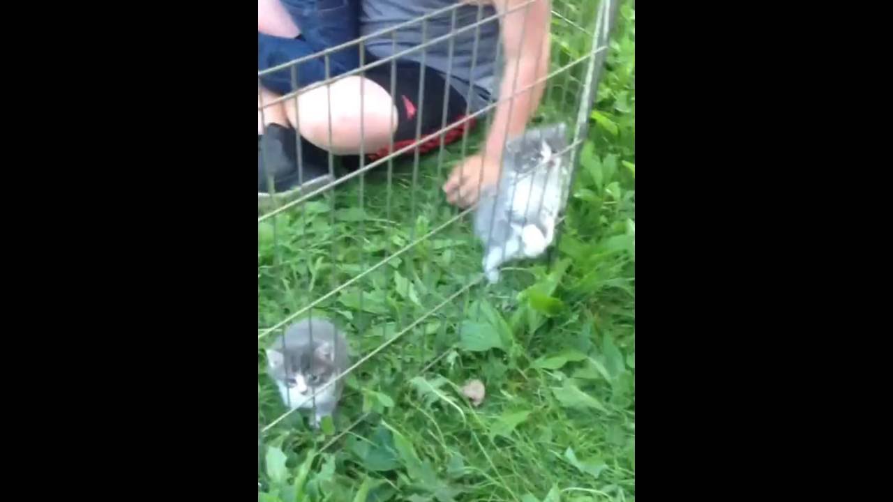 Kittys😉😉 Youtube