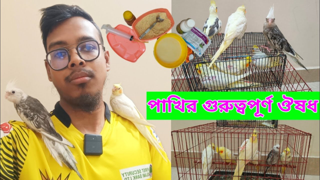 সকল পাখির গুরুত্বপূর্ণ ঔষধ | রানিং ককাটেল, টেইম ককাটেল, রানিং লাভবার্ড | Pets Vlog BD - YouTube