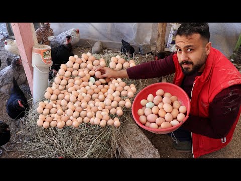3 GÜN FOLLUKLARDAN YUMURTA TOPLAMADIM SONUÇ !