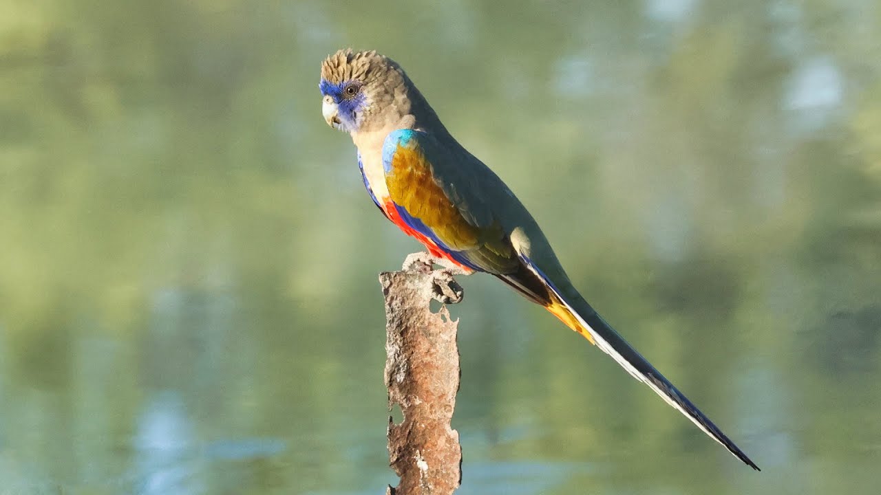 The Blue Parrot of Australia - Blue Bonnets - YouTube