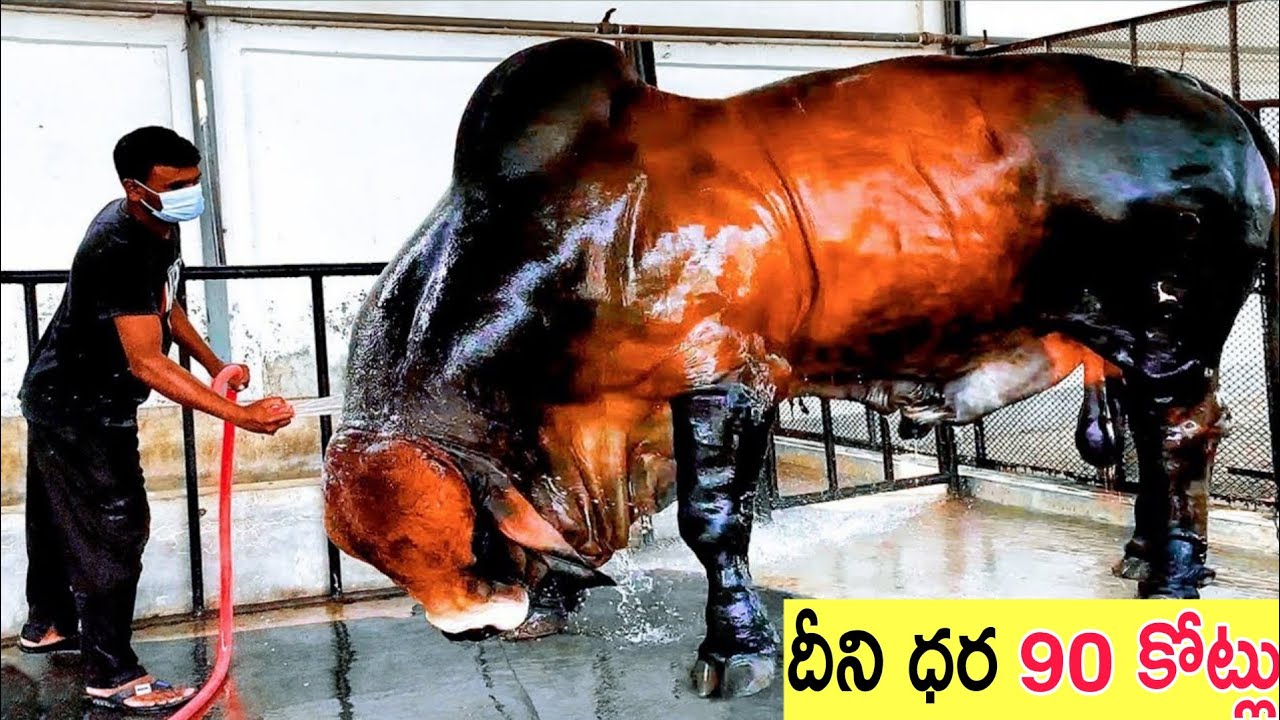 90 కోట్లు ఖరీదైన ఎద్దు ప్రతినెల కొన్ని లక్షల రూపాయలు సంపాదిస్తుంది ...