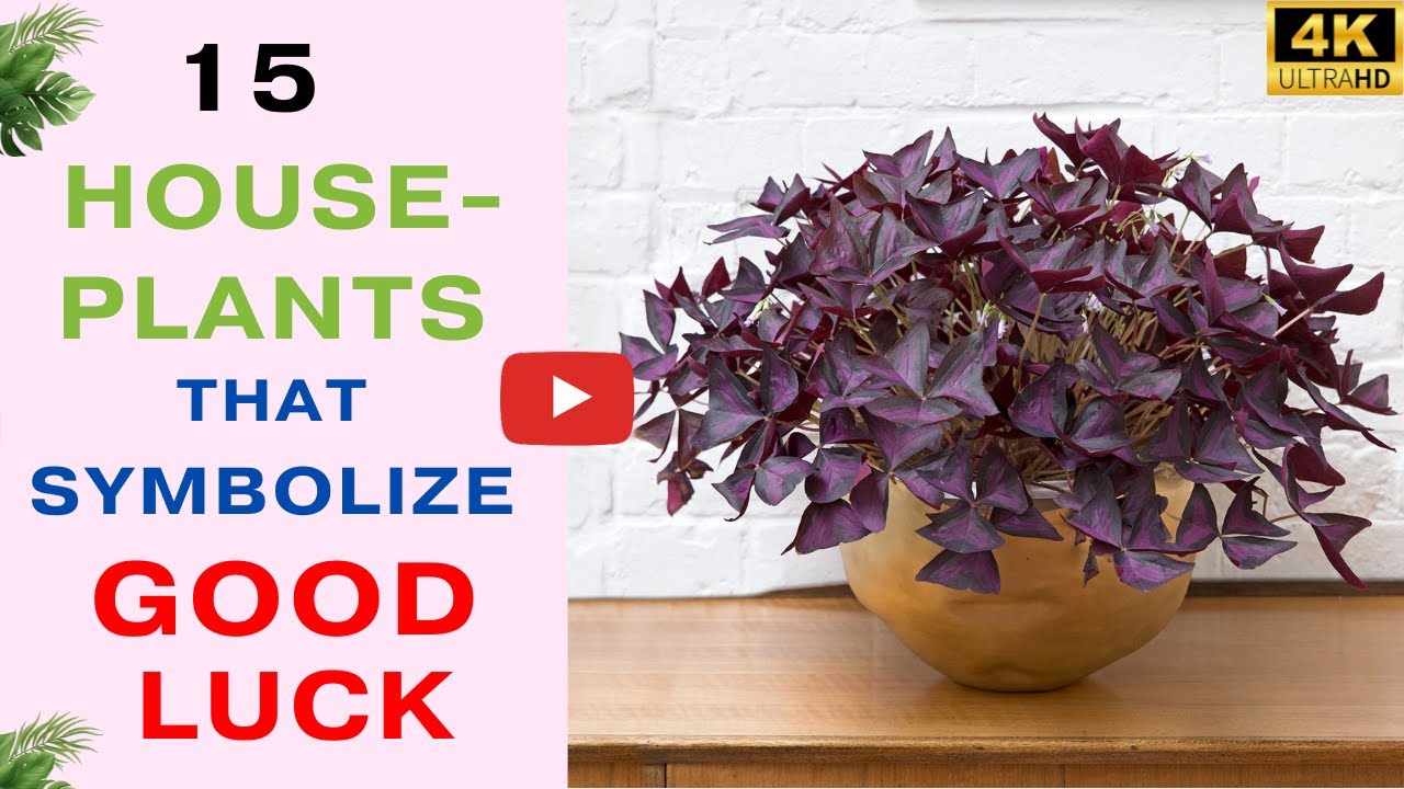 15 Houseplants That Symbolize Good Luck | Lucky Indoor Plants | Feng ...