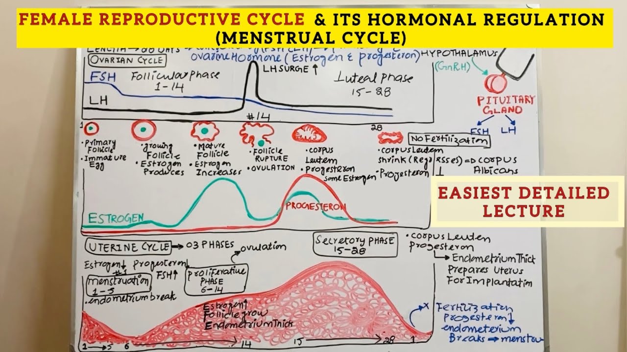 Female Reproductive Cycle (Menstrual Cycle) and its hormonal regulation ...