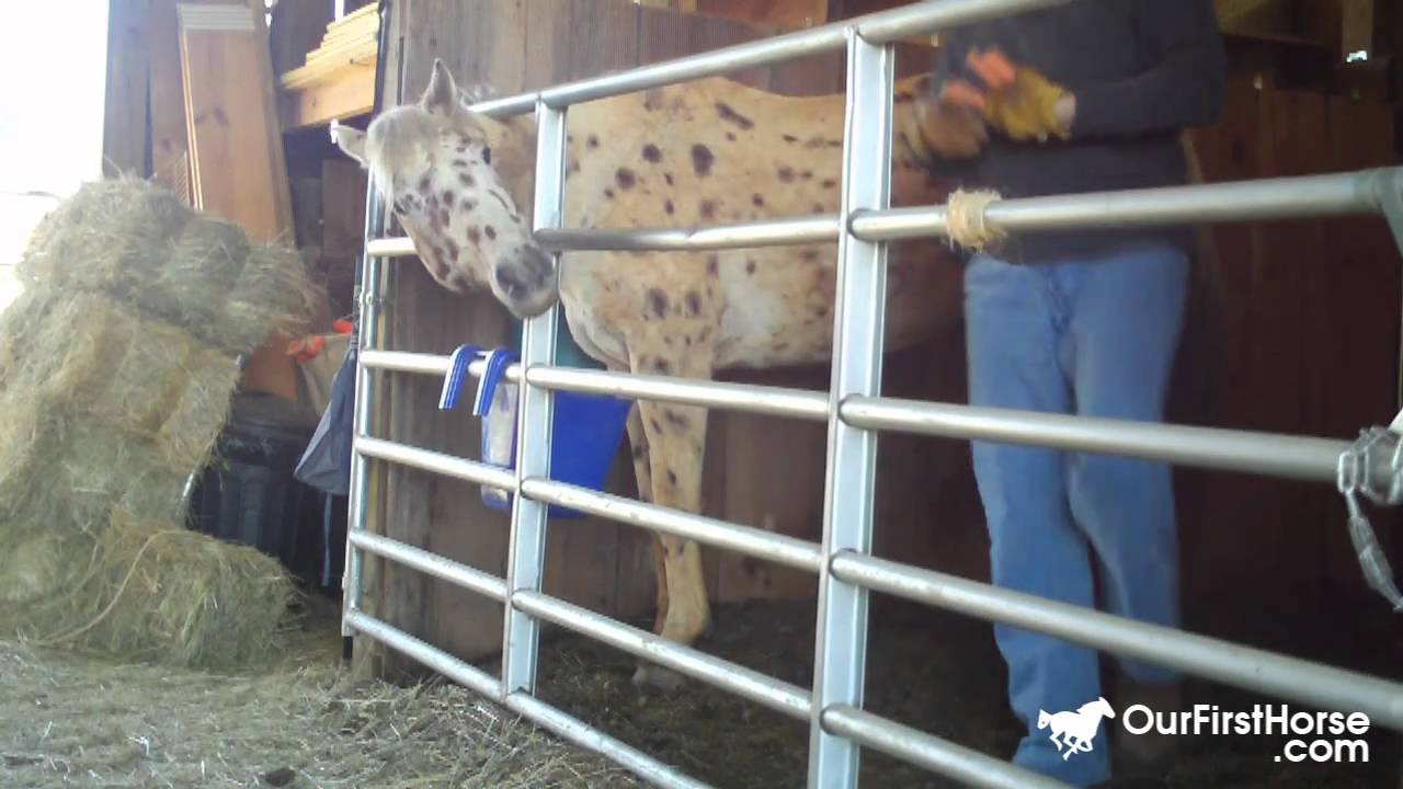 Romeo gets his head stuck in a gate - YouTube