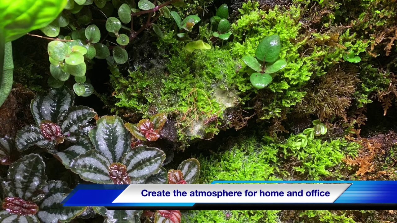 Terrarium set up by aquarium artist - YouTube