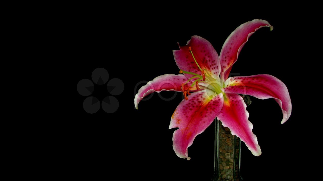 Time-lapse of dying pink lily 2. Stock Footage - YouTube