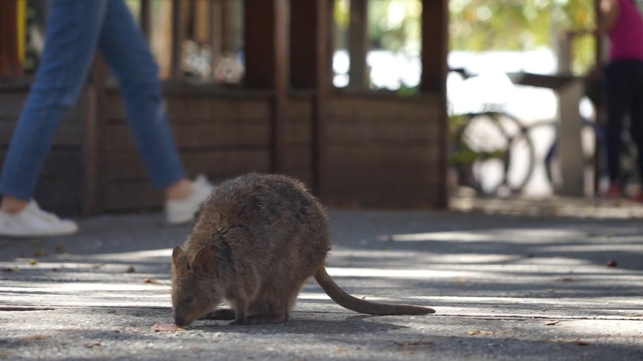 Rottnest Island - Female Quokka - YouTube