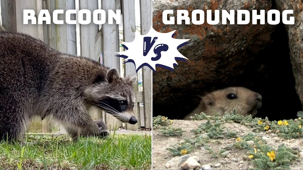 Move Over Groundhog: Raccoon's Time to Shine in Weather Forecasting ...