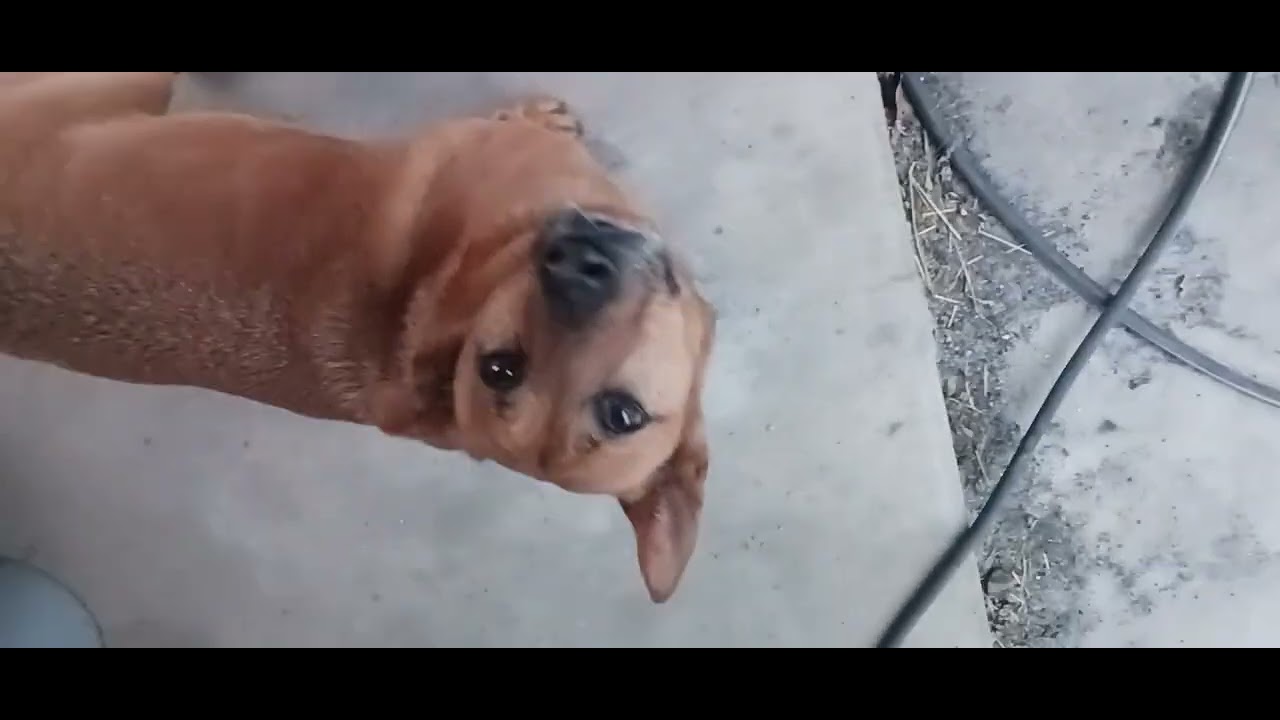 #Diesel the dog - YouTube