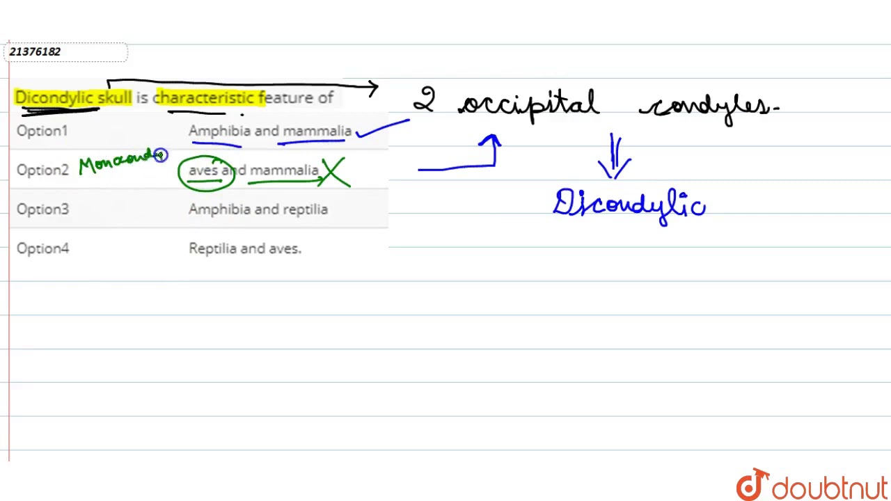 Dicondylic skull is characteristic feature of - YouTube