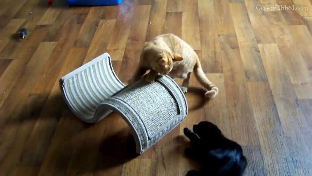 Kittens Meeting Each Other for the First Time - YouTube