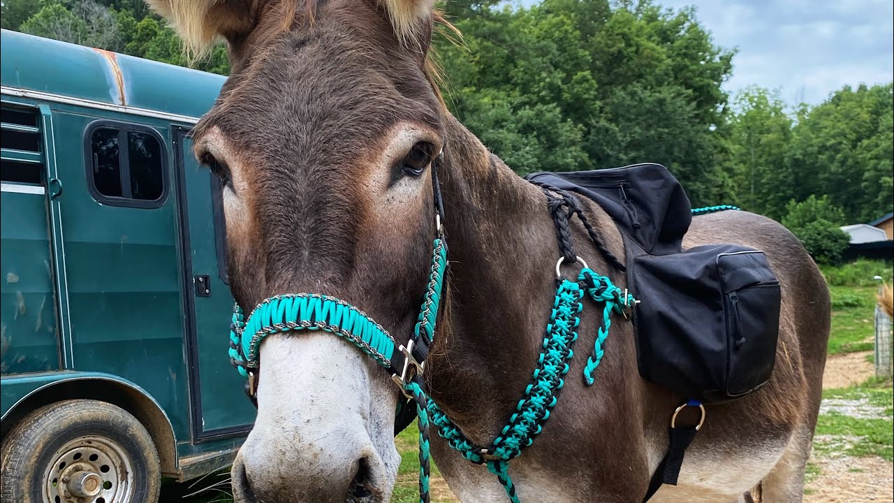 How to load a donkey! {Trailer loading problem and a tip} #donkey # ...