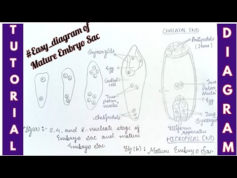 #Class12_Biology #step_by_step | How to draw diagram of Mature Embryo ...