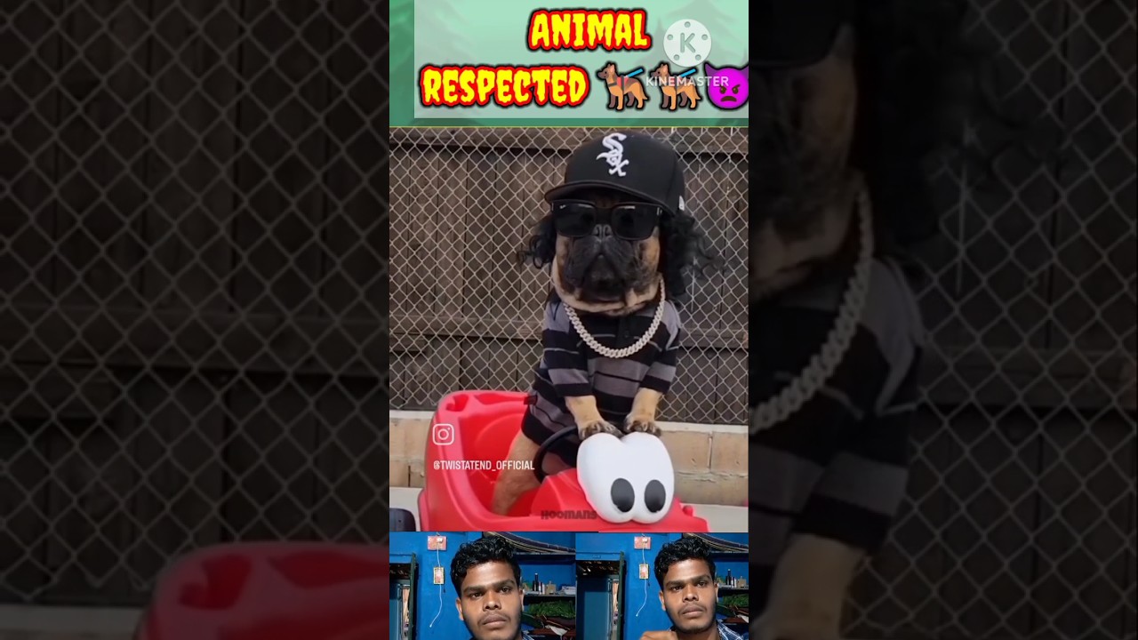 Animal Respected Video short response respect funny fail animals animal-respected-video-short-response-respect-funny-fail-animals