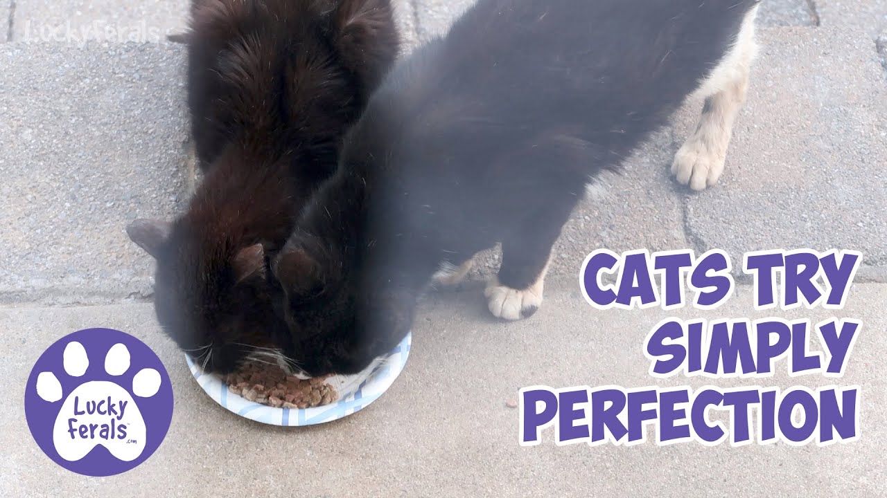 Cats Try Simply Perfection Cat Food Review - YouTube