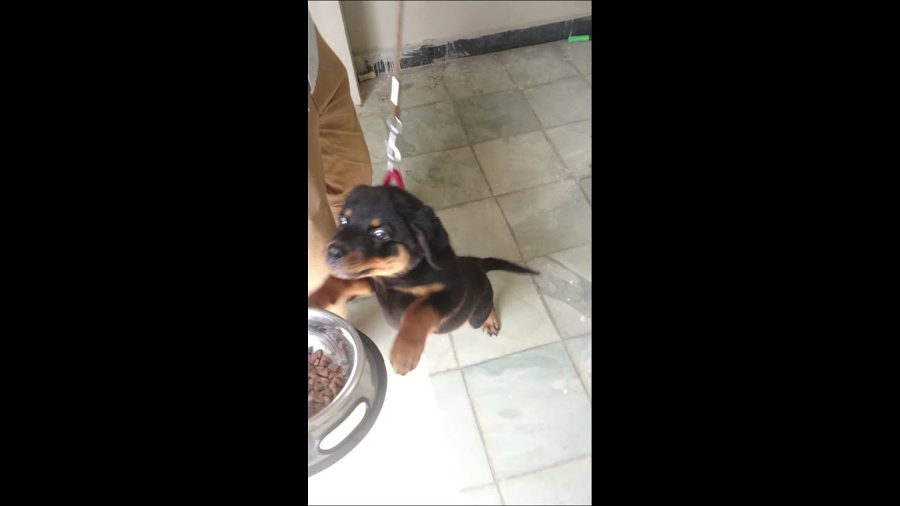 Crazy an Hungry rottweiler puppy... - YouTube