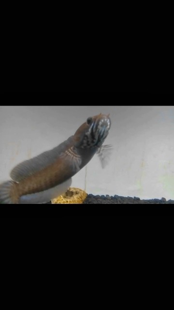 Andraw 🦈🗿 #4upage #masukberanda #xyzbca #4upage #fypage #channa - YouTube