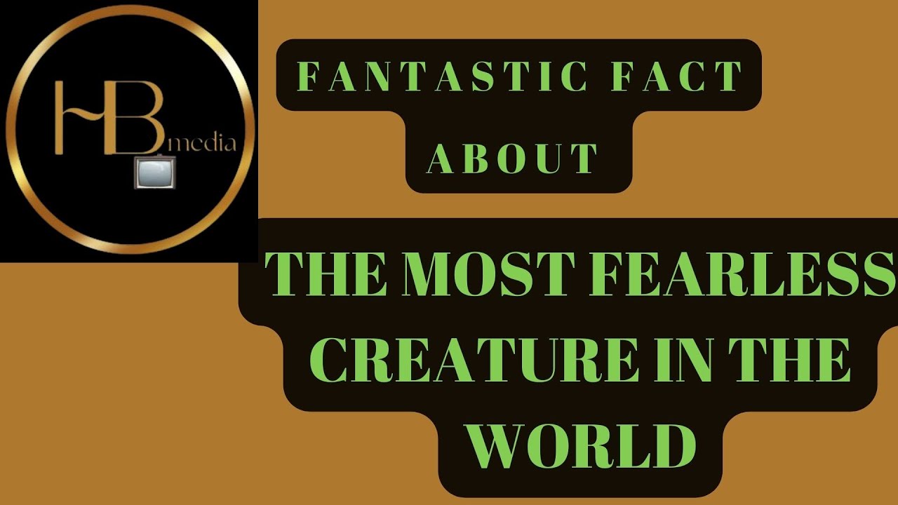 THE WORLD MOST FEARLESS CREATURE - YouTube