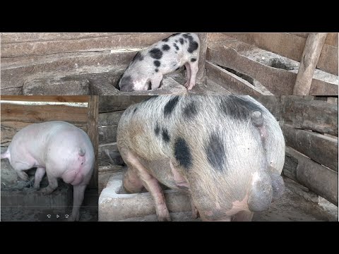 Pig farming-Ubworozi bw'ingurube - YouTube