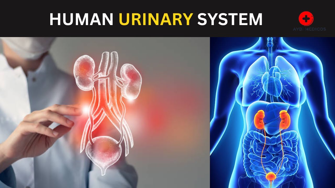 How is urine produced in the body? KIDNEY, NEPHRON, BLADDER FUNCTION ...