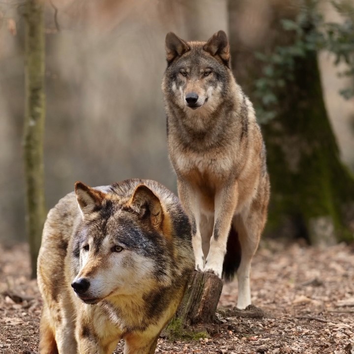 Wolf Pack Winter Hunting Tactics Explained - YouTube