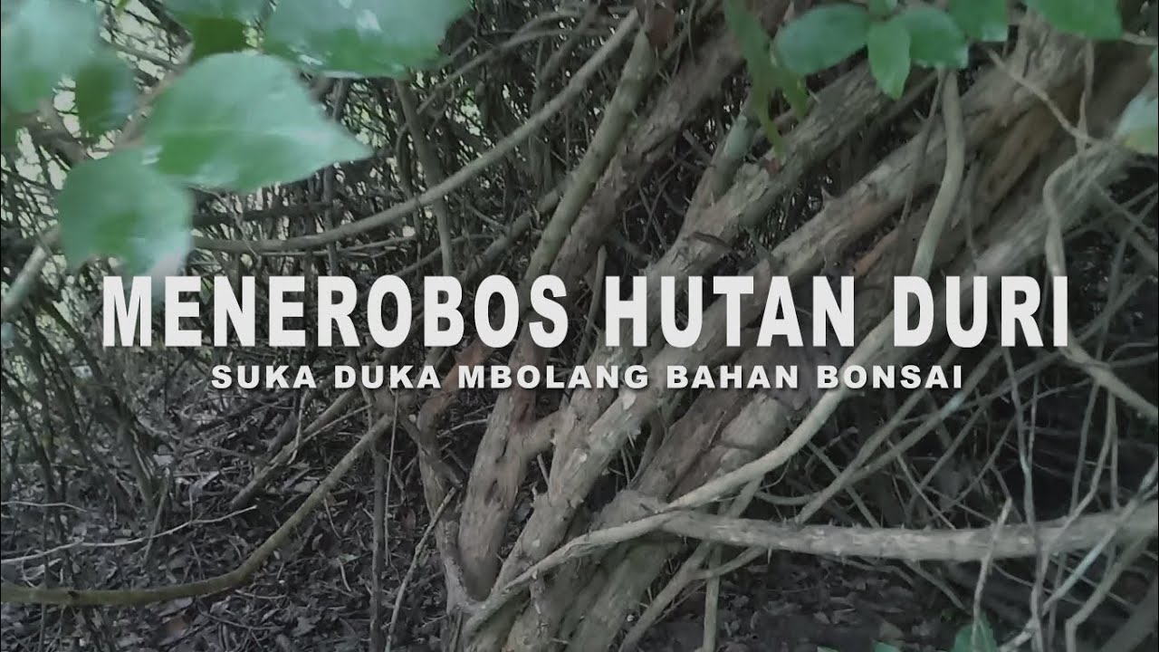 Menjelajahi Hutan Penuh Duri Demi Sebuah Bahan Bonsai | Edisi Kangen ...
