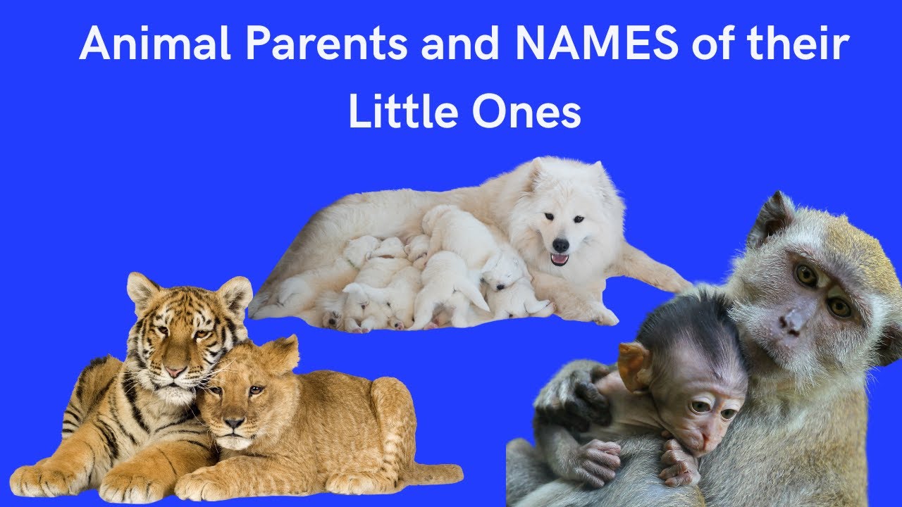 Animal Parents and their young ones | Animals | Animals and their ...