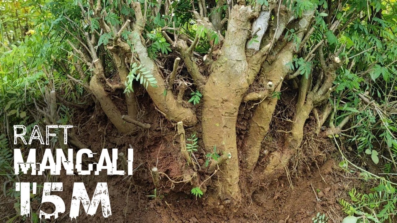 Pohon asem aseman, bahan bonsai terbaik untuk belajar bonsai - YouTube