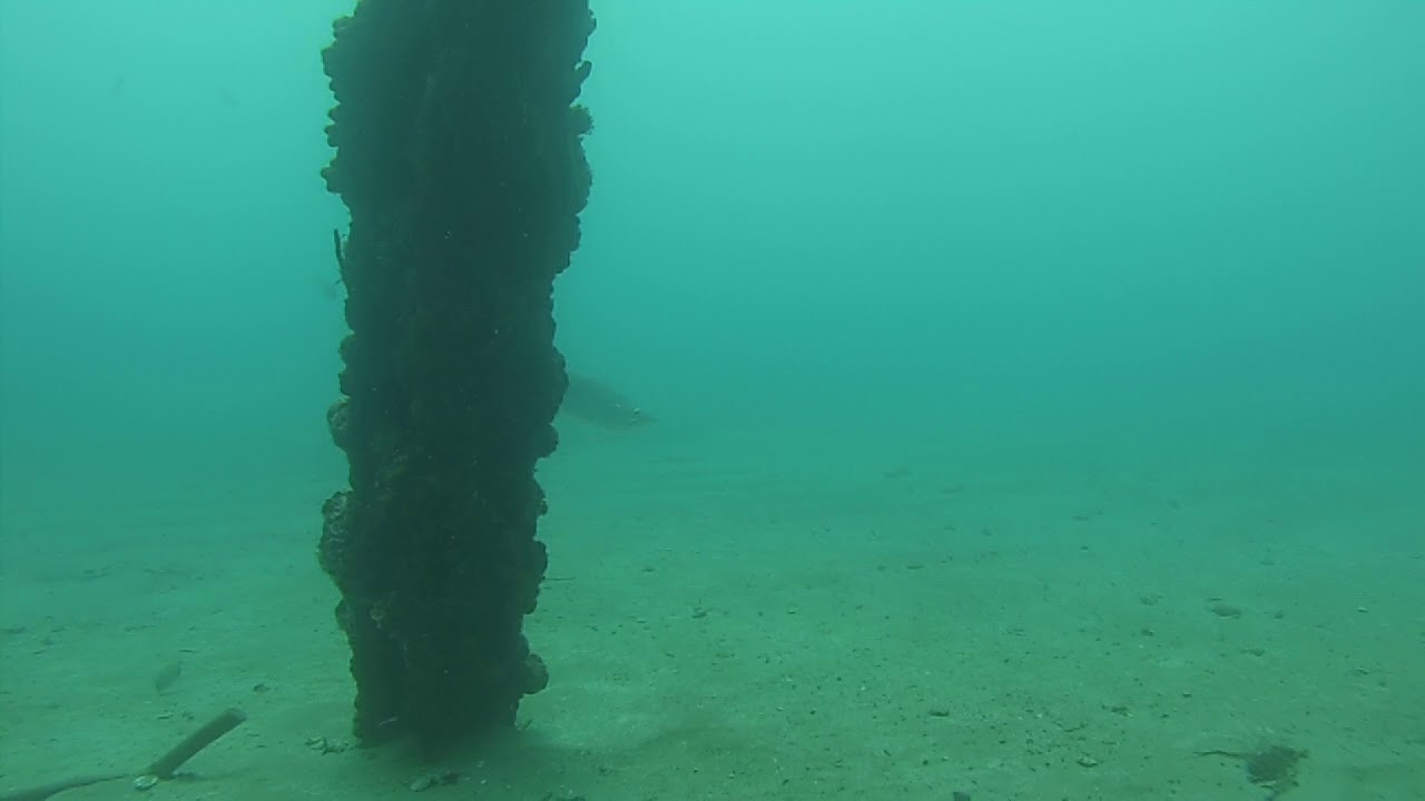 A Tarpon called ''Scarface'' - YouTube