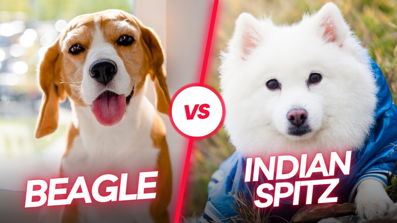Indian Spitz Dog or Beagle: Which is Right for You? - YouTube