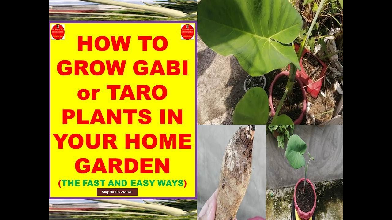 How to Grow Gabi or Taro Plants in Your Home Garden-The Fast and Easy ...
