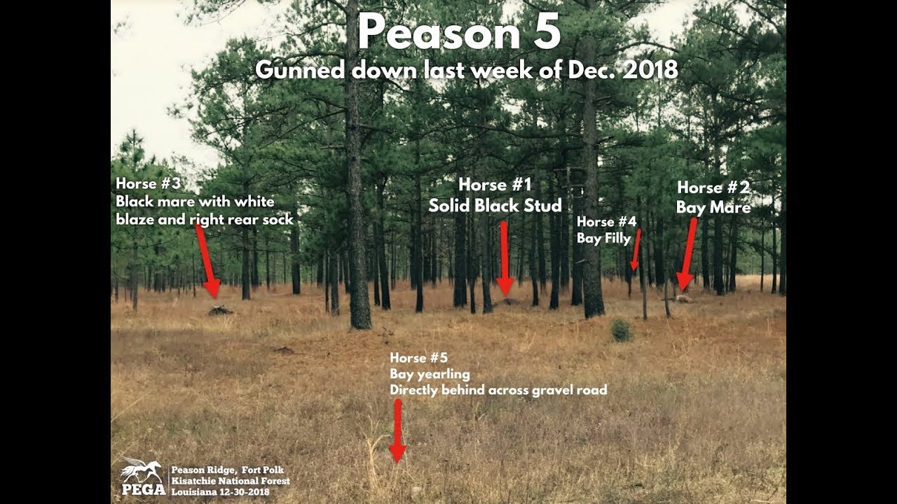 Heritage Horses Shot on Fort Polk Land - Peason Ridge, Louisiana - YouTube