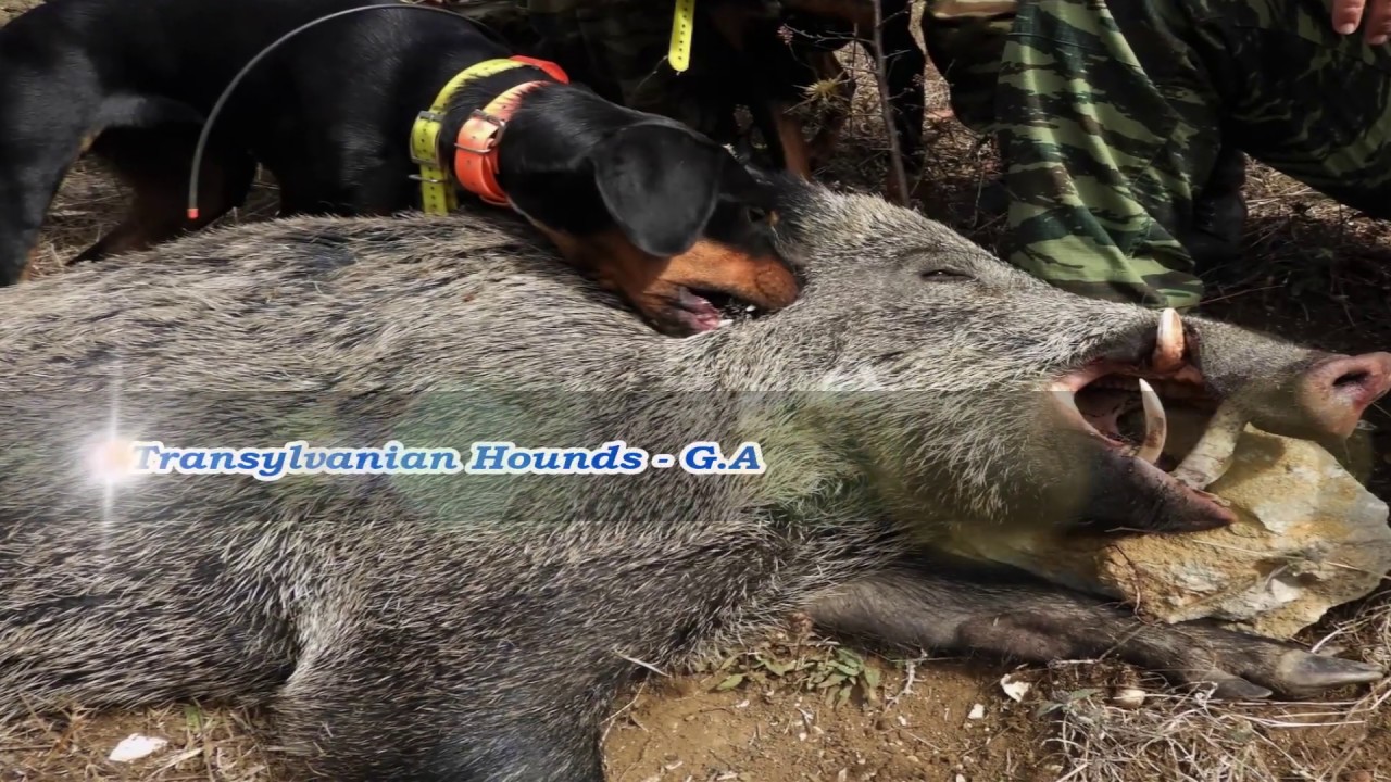 Κυνήγι Αγριόχοιρου - Monster Wild Boar - One shot - YouTube