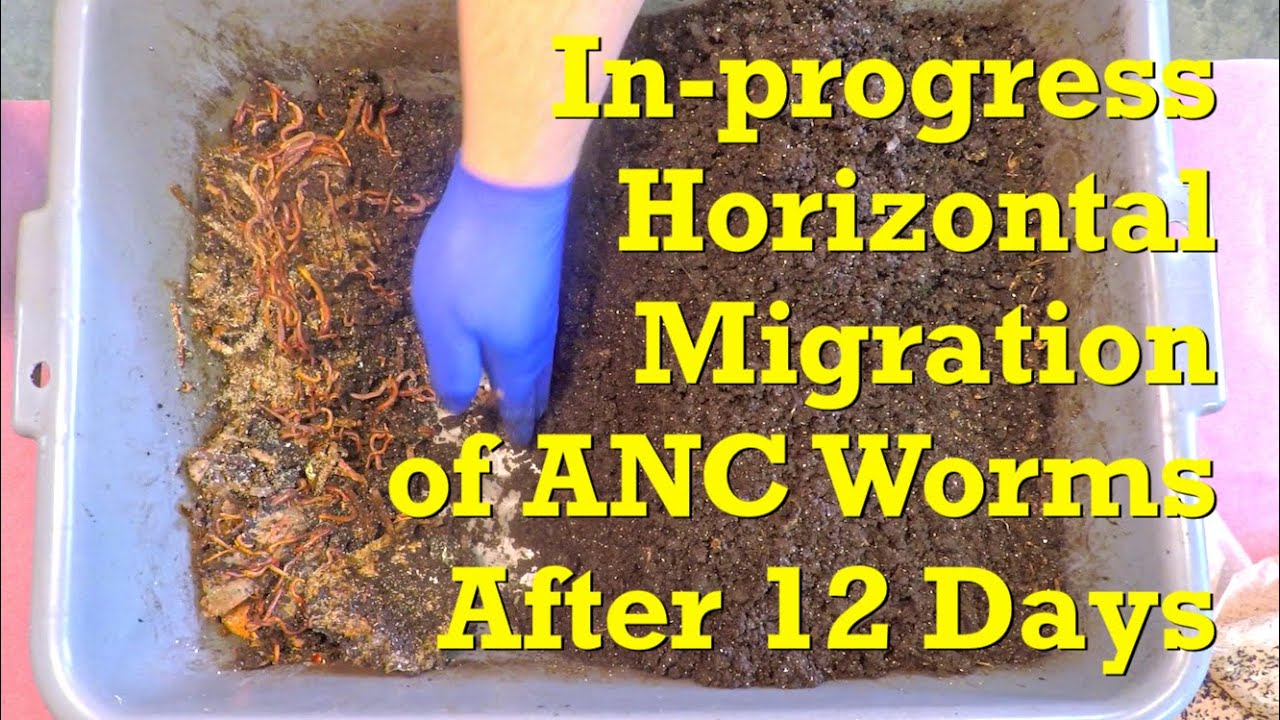 2nd helping for horizontal migration feeding zone in ANC worm bin ...