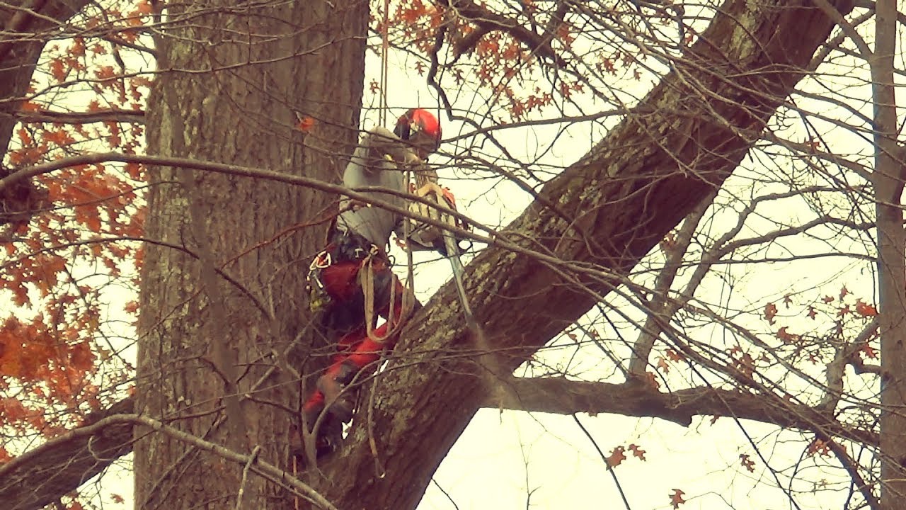 Huge Oak Trimming - YouTube
