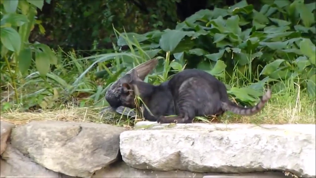 Most BadAss CATS Compilation MUST Watch! - YouTube