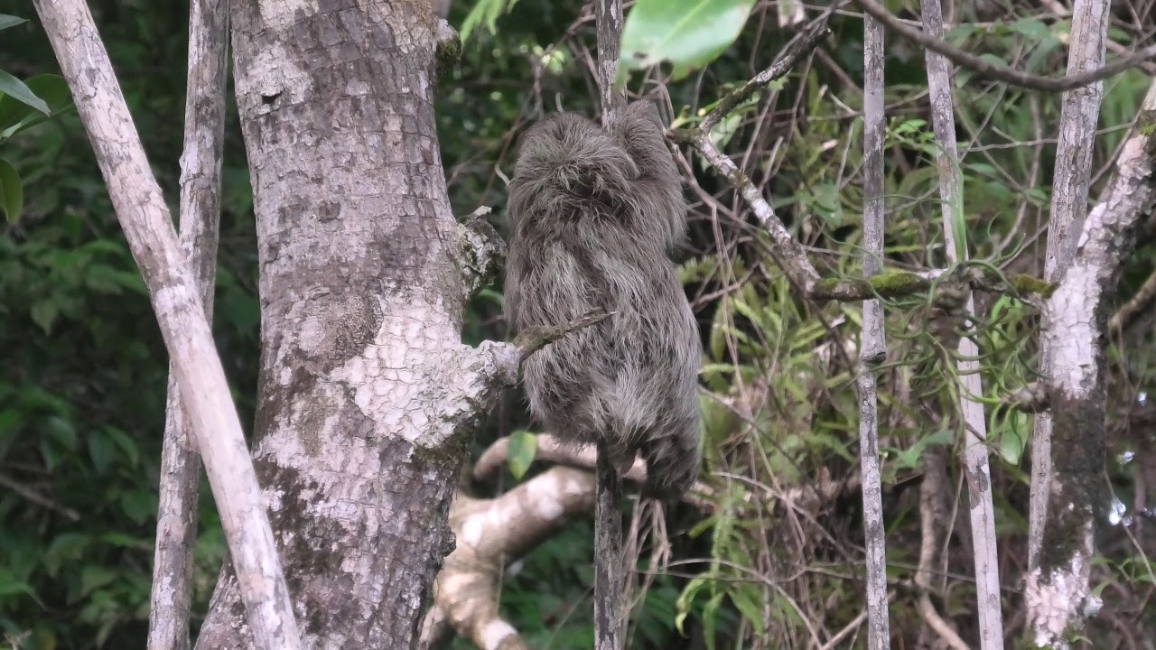 Part Two: Pygmy Sloth Climbing Back Up After Pooping in the Lagoon ...
