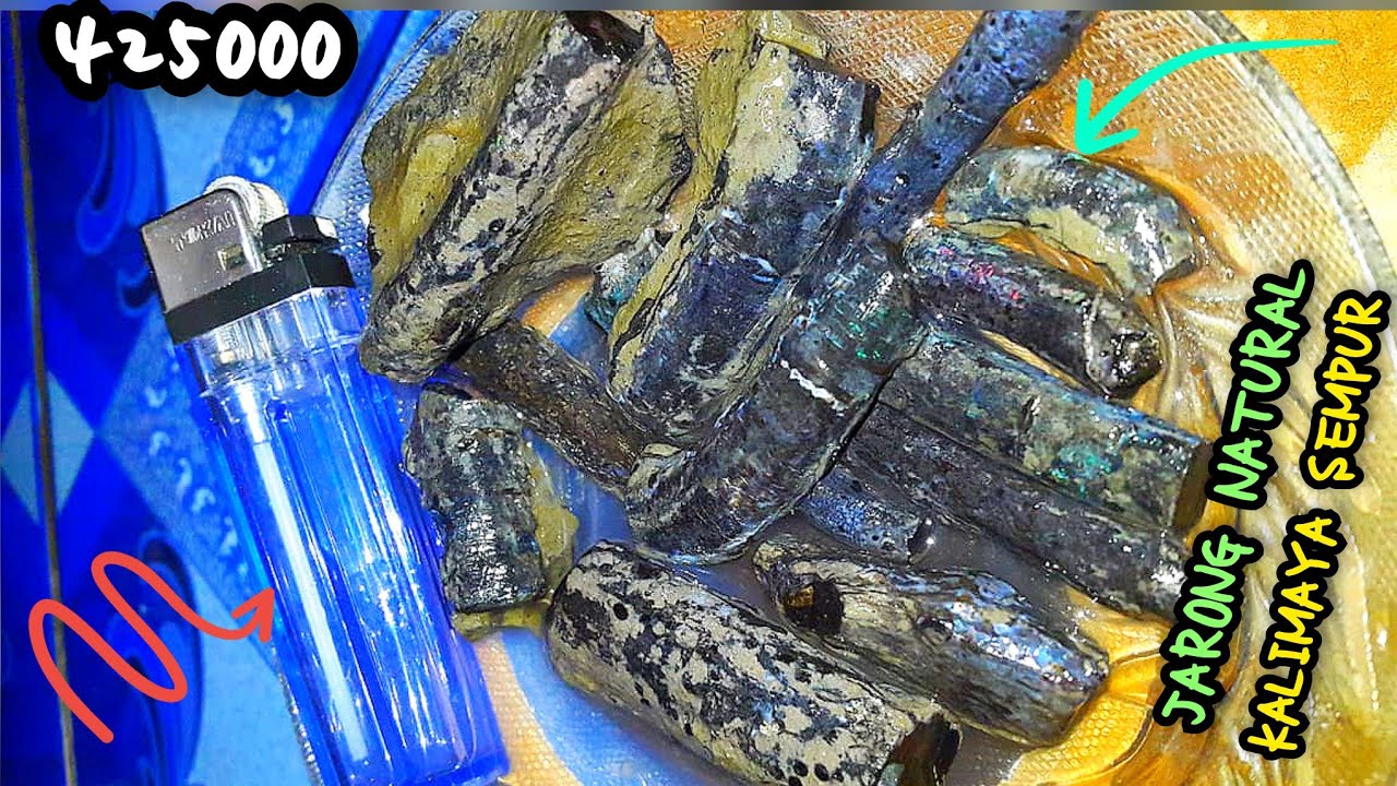 KALIMAYA SEMPUR JARONG NATURAL WA 085781995551 - YouTube