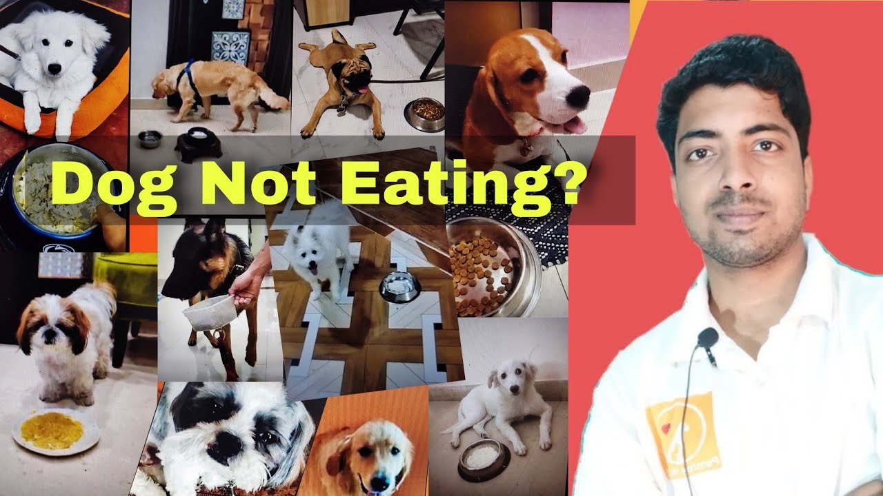 101 Dogs that started eating : Before and after Video. #dognoteating ...