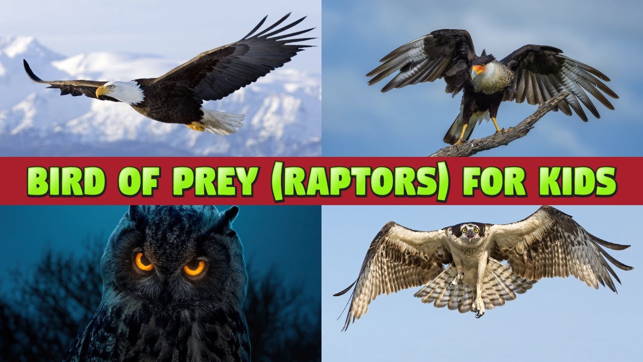 BIRDS OF PREY - KIDS GUIDE TO RAPTORS (BIRDS OF PREY) - YouTube